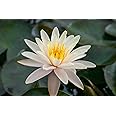 Amazon.com : Mature Fully Grown Hardy Water Lily (Assorted White) : Patio, Lawn & Garden