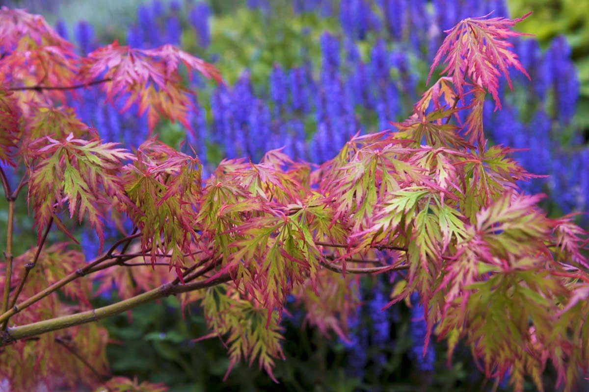 Amazon.com : Weeping Green Laceleaf Japanese Maple Viridis - 3 Year ...