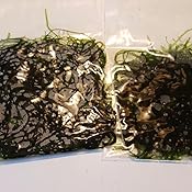 Amazon.com: SoShrimp Java Moss Live Aquarium Plant: Pet Supplies