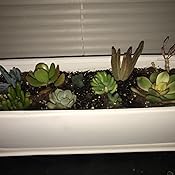 Amazon.com : 14-Inch Unglazed Rectangular Modern Ceramic Succulent ...