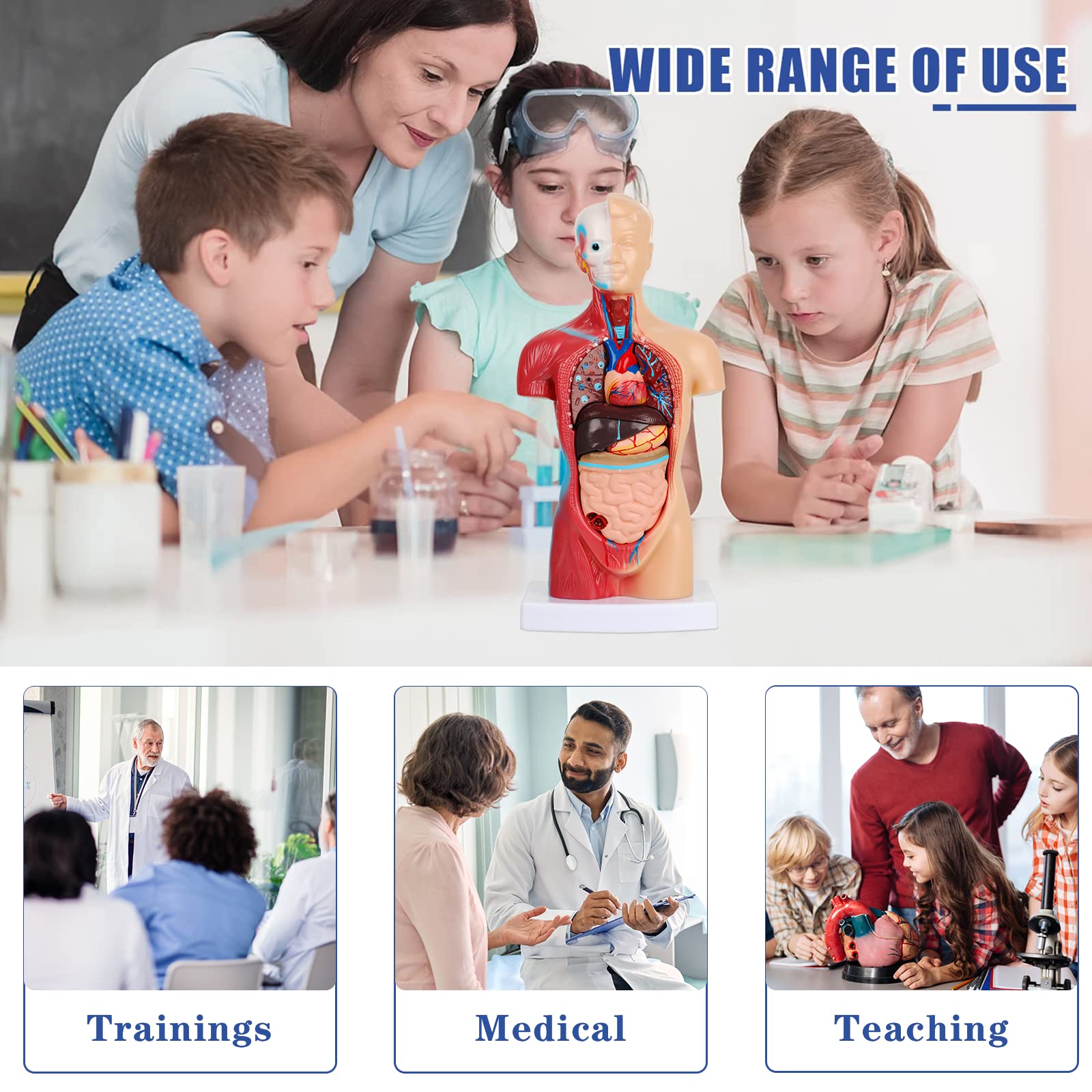 Mua 2025 Human Body Model for Kids 14 Pcs Removable 11 inch Human Torso ...