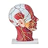 VEVOR Human Half Head Superficial Neurovascular Model with Musculature ...