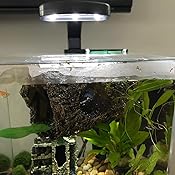 Amazon.com : Zoo Med Floating Aquarium Log, Small : Aquarium Decor ...
