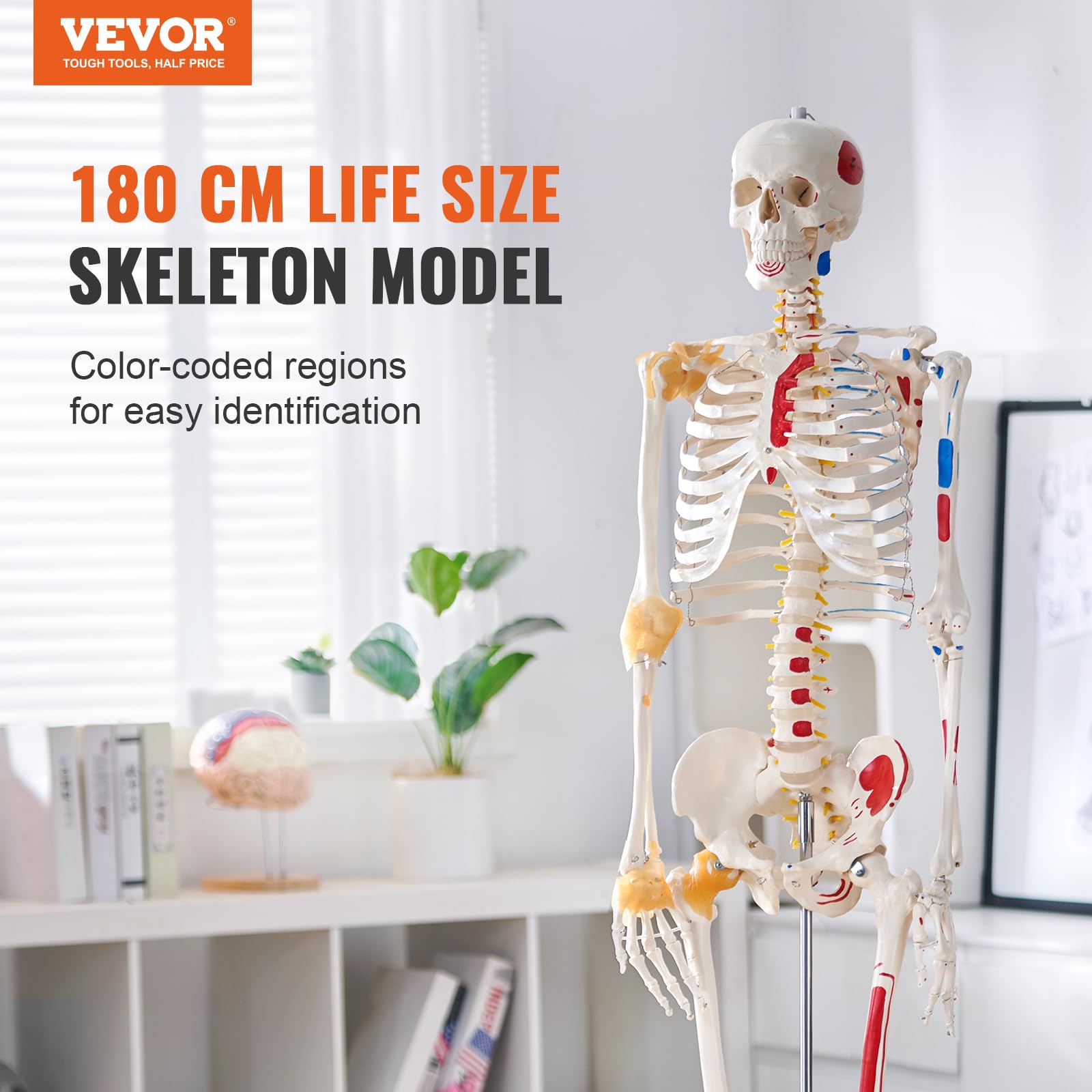 Mua VEVOR 71.65" Life Size Human Skeleton Model for Anatomy, Accurate ...