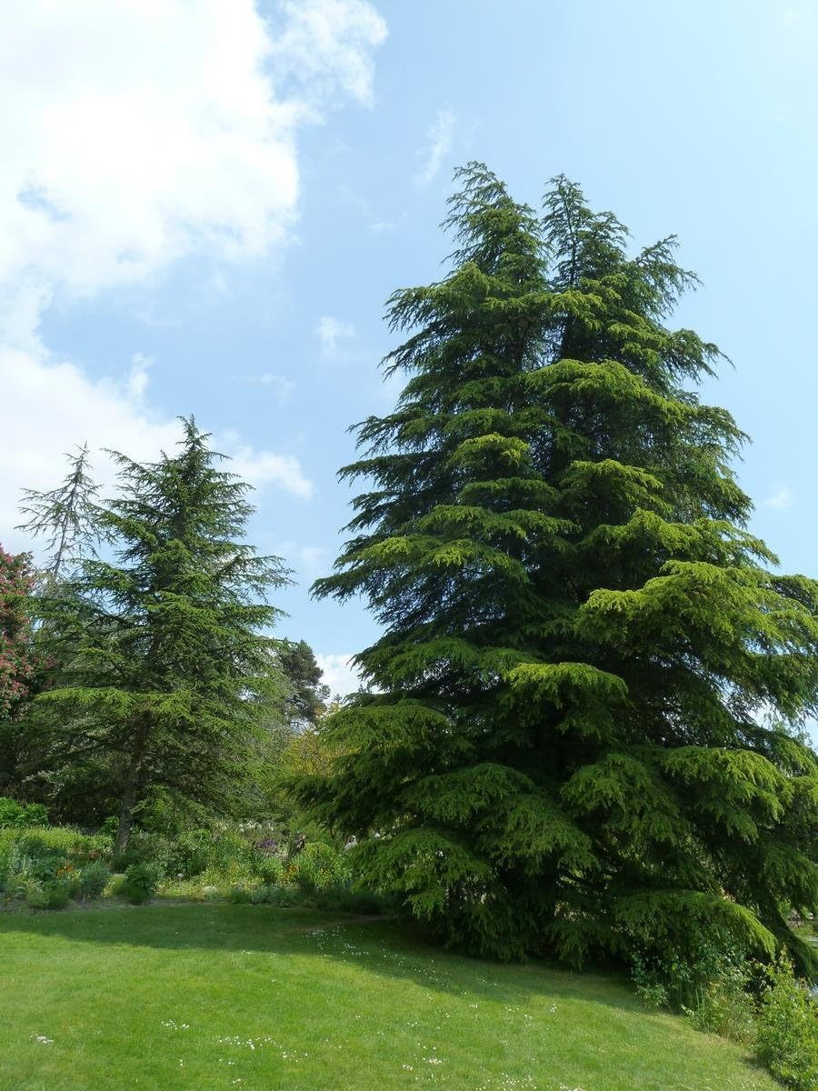 Amazon.com : 20 Cedrus Deodara Tree Seeds / Himalayan Cedar (Deodar ...