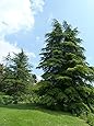 Amazon.com : 20 Cedrus Deodara Tree Seeds / Himalayan Cedar (Deodar ...
