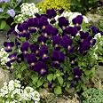 Amazon.com: Outsidepride 2000 Seeds Perennial Viola Admiration Purple ...