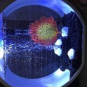 Fish R Fun Deco O Fish Tank White 20L: Amazon.co.uk: Pet Supplies