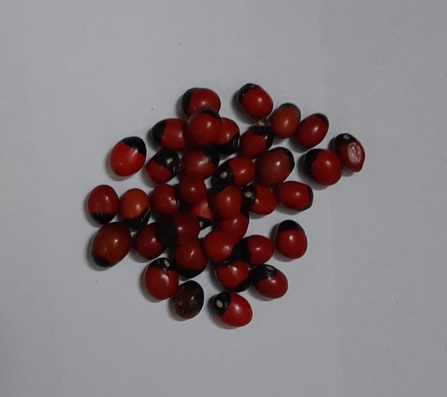 Buy Rakta gunja Rakt gunja or lal gunja or chirmi beads-108 PEC. Online ...