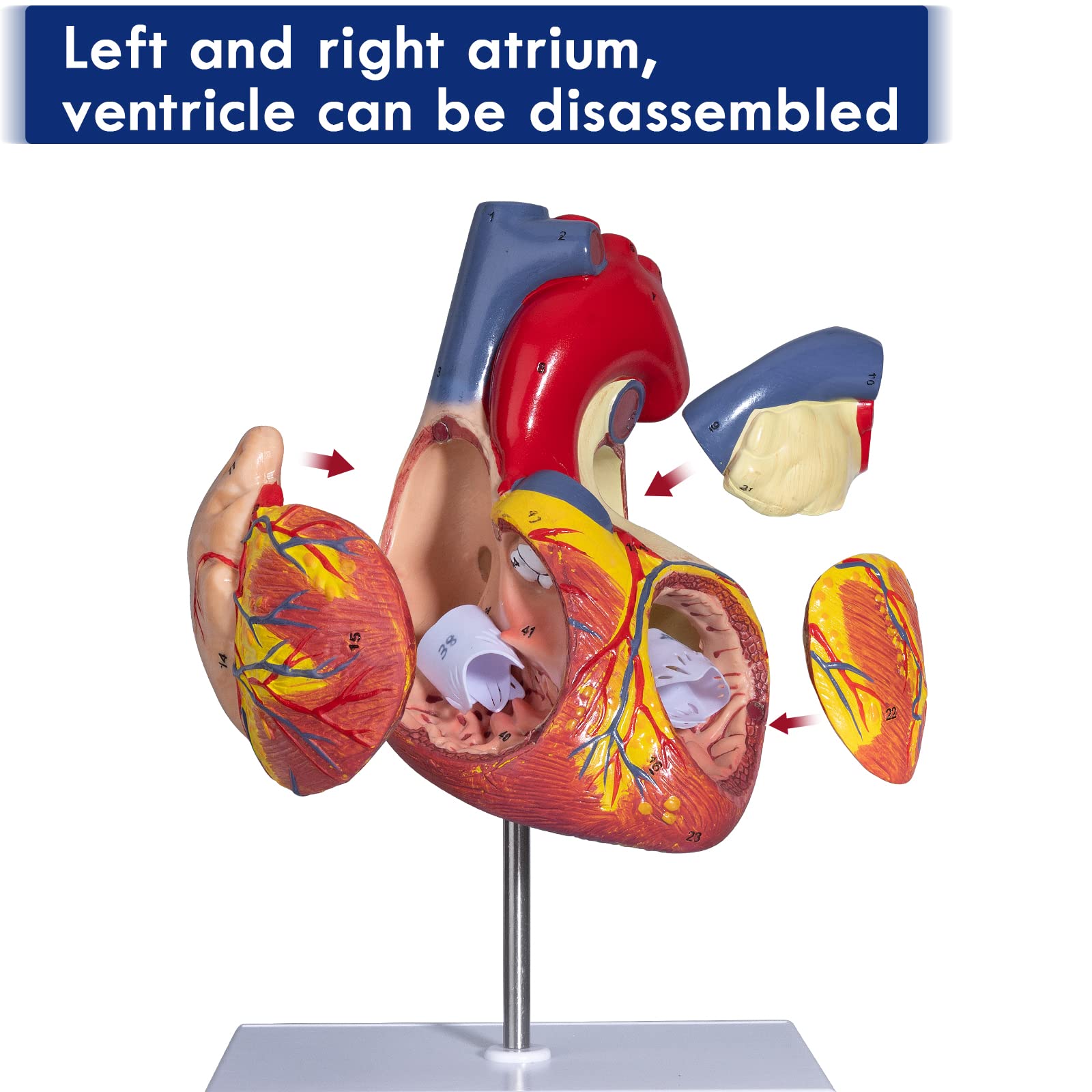 Mua LVCHEN 2X Enlarged Anatomical Heart Model - Human Heart Model with ...