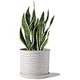Amazon.com : Chubacoo 8 Inch Plant Pot: Ceramic Planter with Drainage ...