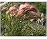 Red Maiden Grass 15 Seeds, Miscanthus Sinensis, Plume Grass: Amazon.co ...