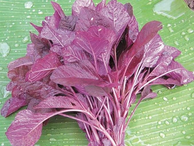 Pinkdose Amaranthus, Red Amaranth Seeds, Rajgira Seed - 50 Chaulai Saag ...