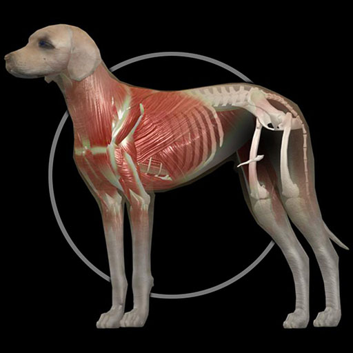 Dog Anatomy: Canine 3D : Amazon.com.br: Apps e Jogos