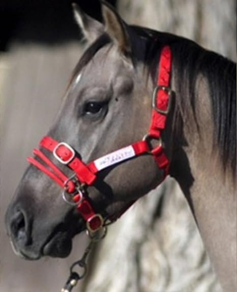 Unbekannt Monty Roberts Dually Halfter für Babys, Größe S, Rot: Amazon ...