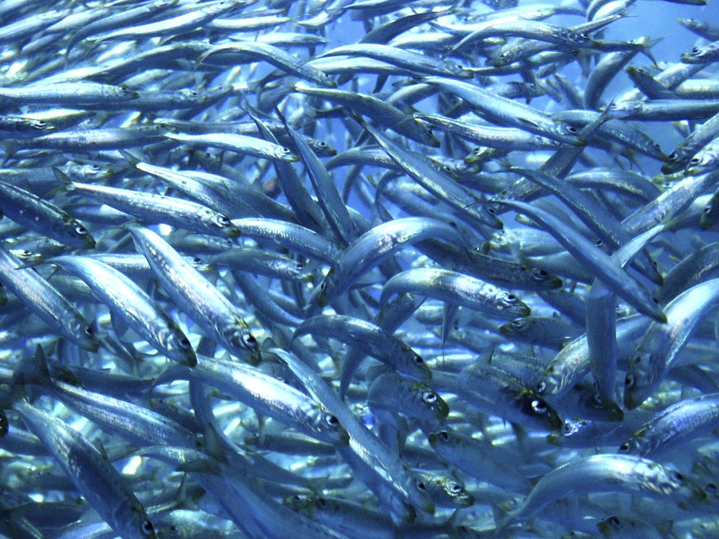 Watch Animal Battlegrounds - Season 1 | Prime Video