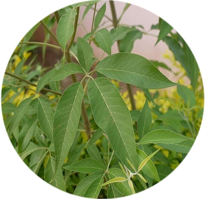 Buy Valli Organics Nochi Leaves Powder 100gm Online at Low Prices in ...