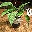 Amazon.com : Marble Queen Devil's Ivy - Pothos - Epipremnum - 4" Pot ...