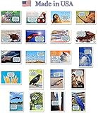 Amazon.com : STATE FACTS postcard set of 50 postcards. All 50 US states ...