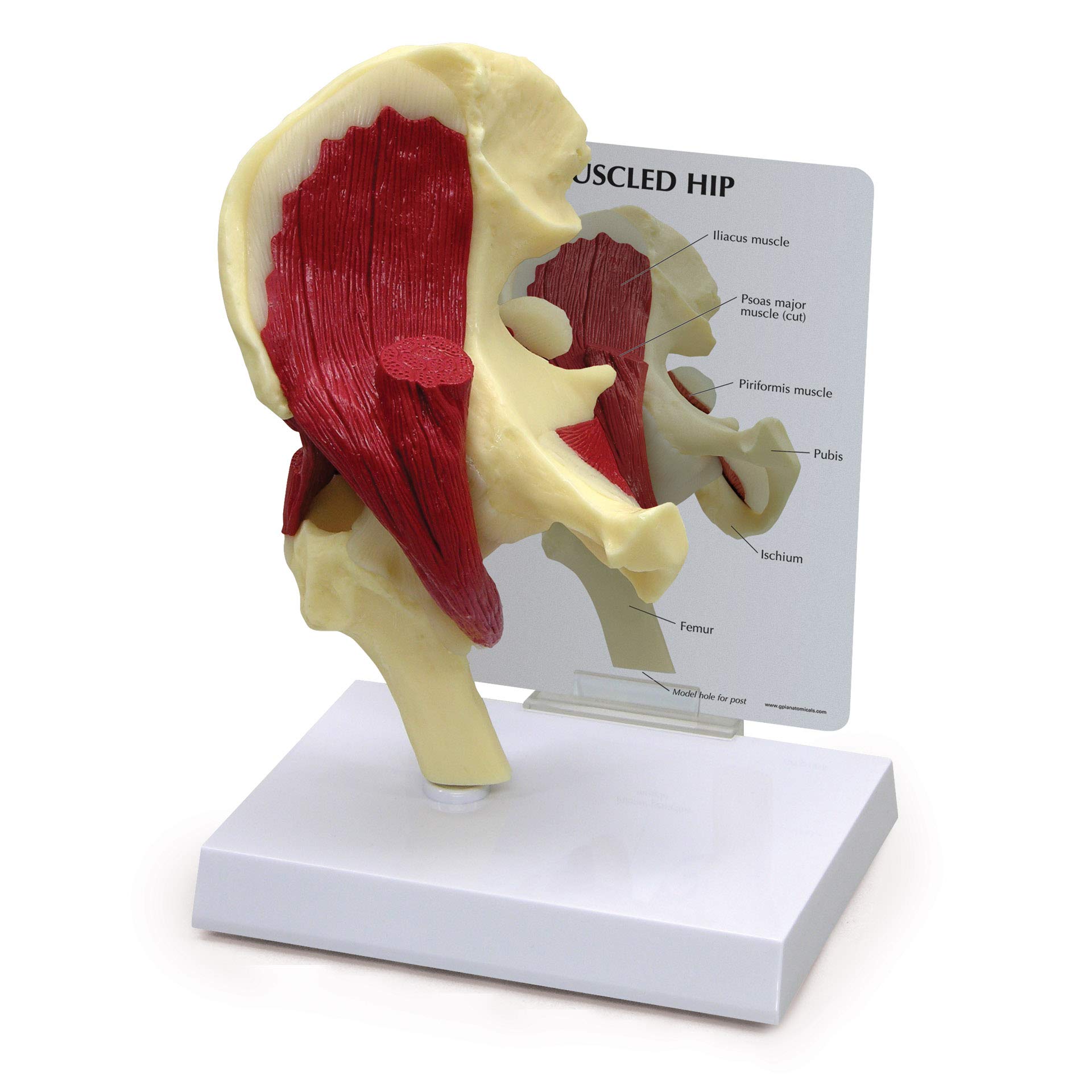 Buy Hip Joint w/Muscles Model | Human Body Anatomy Replica of Normal ...