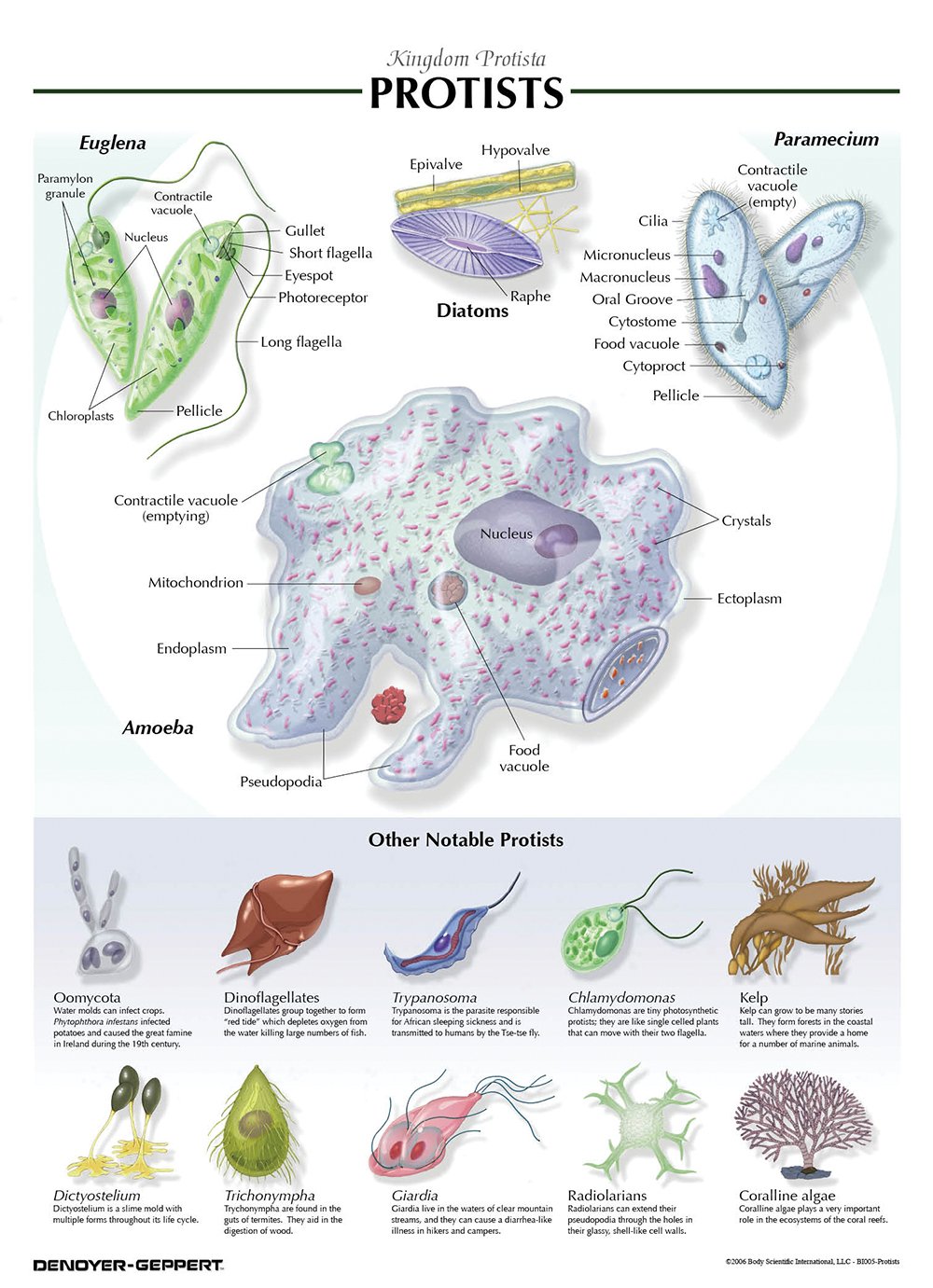 Amazon.com: Protists Poster: Industrial & Scientific