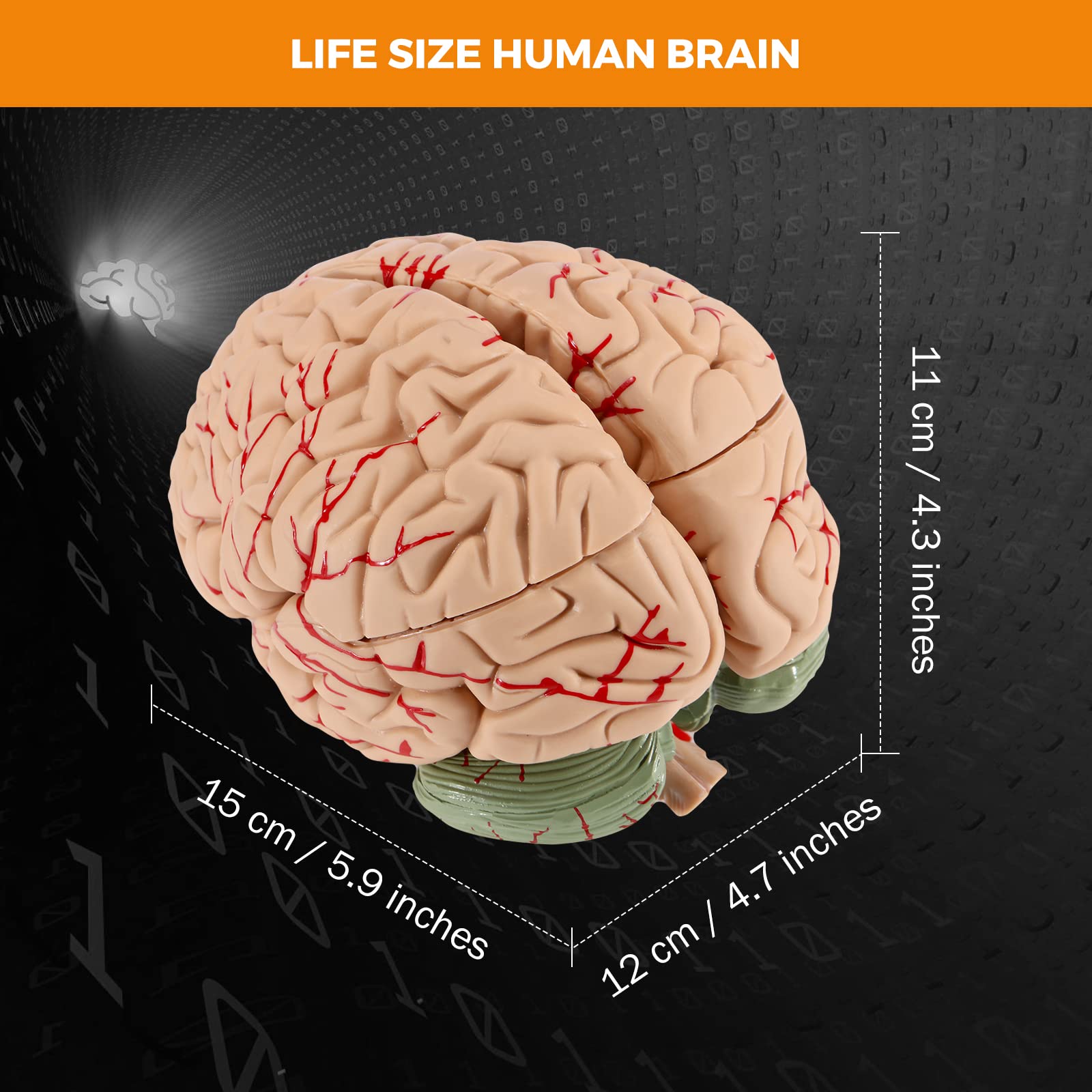Mua BEAMNOVA Human Brain Model for Teaching Neuroscience with Vessels ...