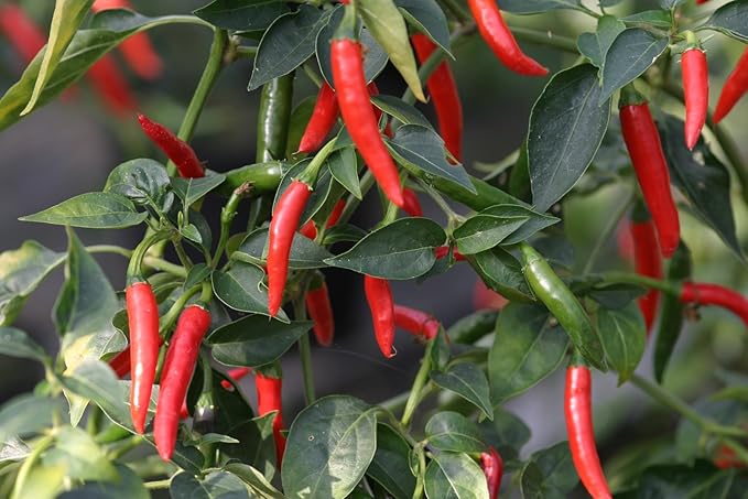 1 Chilli Superhot Thai Demon plant in 9cm pot: Amazon.co.uk: Garden ...