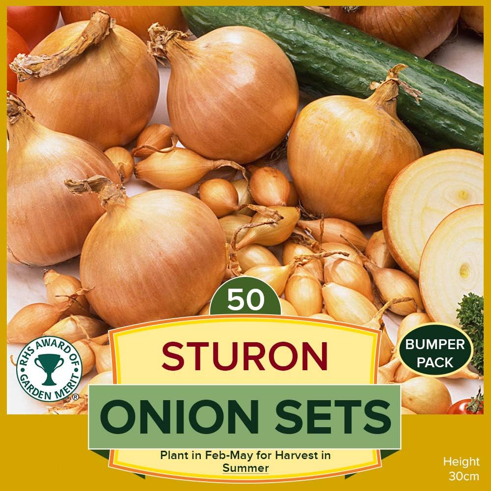 50 Pcs Onion Sets Sturon- Excellent Storage Qualities- Super Easy to ...