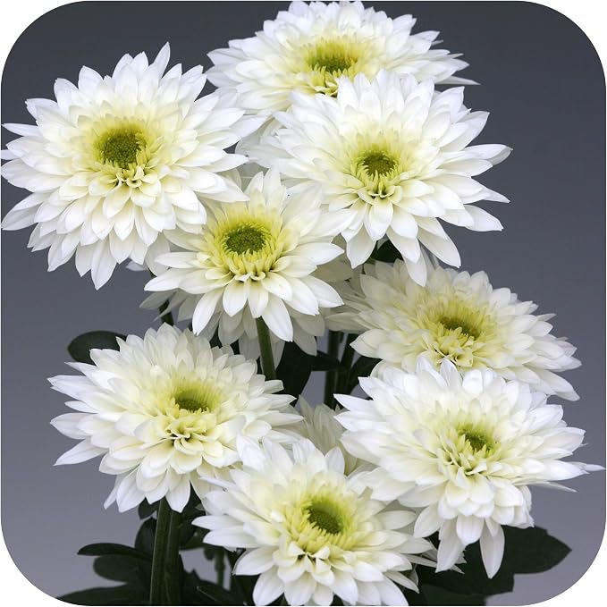 Chrysanthemum Dendranthema Early Spray Gompie White Plug Plant x 6 Cut ...