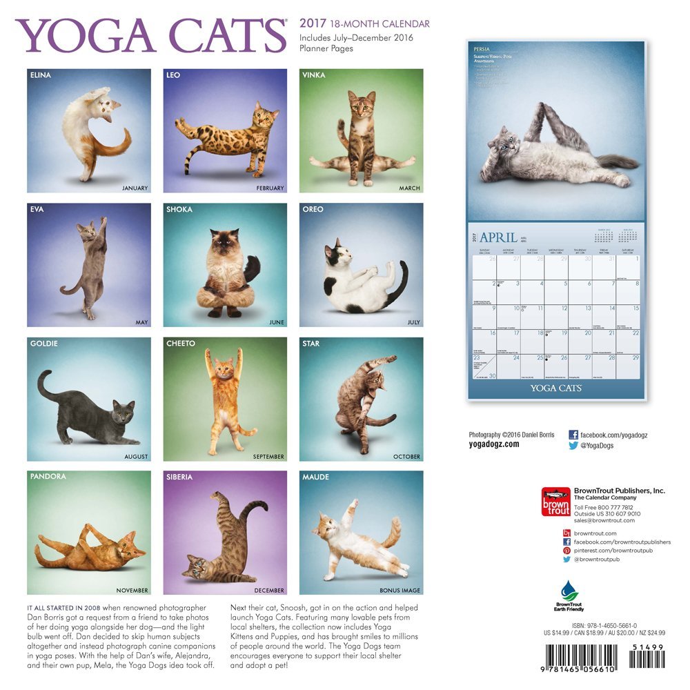 This cat attempting yoga... : r/ShittyPhotoshop