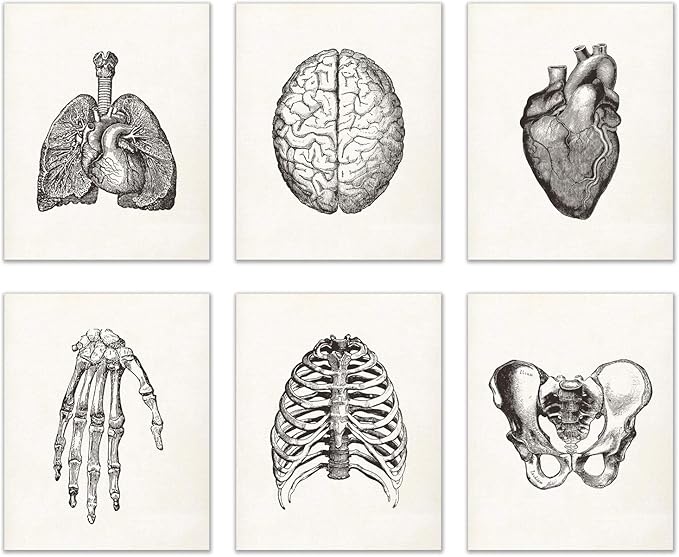Amazon.com: Vintage Human Anatomy Prints Set of 6 (8 inches x 10 inches ...