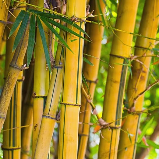 Sisaki 20 pcs Chine graines de Bambou Couleur Sud-est Bambou à cannes ...