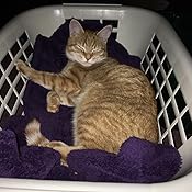 A Street Cat Named Bob (Audio Download): Amazon.co.uk: James Bowen ...