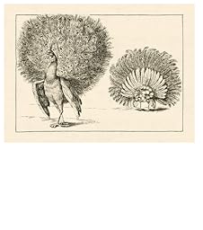 Lumen Picturae: A Classical Drawing Manual: Frederick de Wit ...