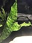 Amazon.com: Aquatic Arts Java Fern - 2 Bunches – Live Aquarium Plant 3 ...