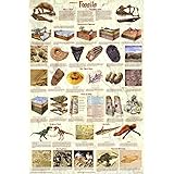 Amazon.com: Laminated Introduction to Rocks Geology Science Chart ...
