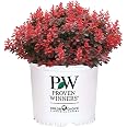 Amazon.com : 2 Gallon Proven Winner Sunjoy Mini Maroon Barberry Shrub ...