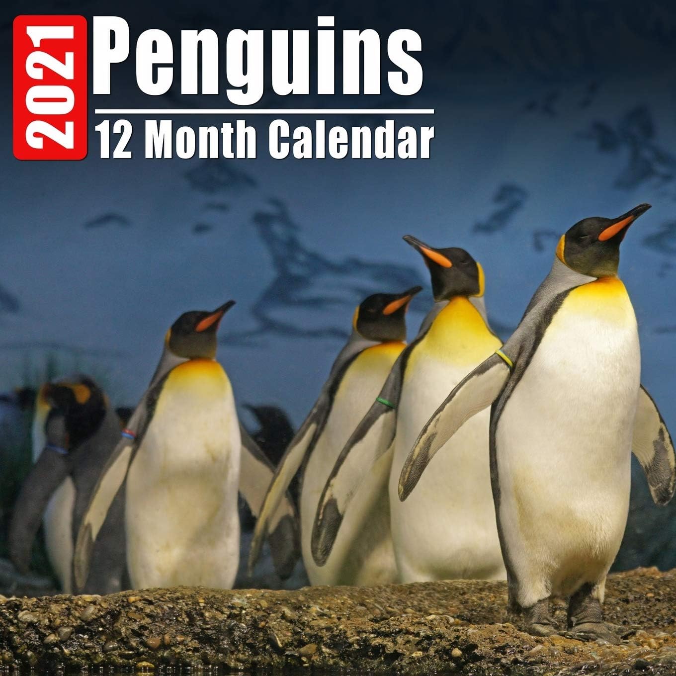 Amazon | Calendar 2021 Penguins: Cute Penguin Photos Monthly Mini ...