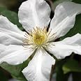 Amazon.com : Toki Clematis - Huge Snow White Flowers- 2.5" Pot : Patio ...
