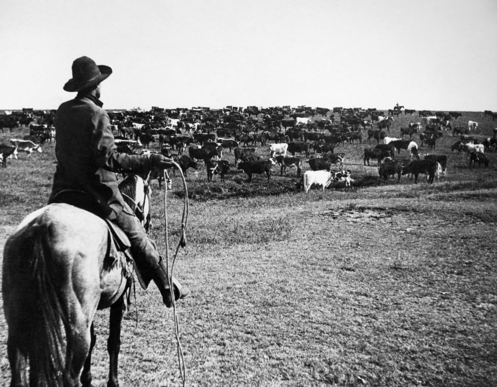 Kansas Cattle C1900 Na Cowboy Herding Cattle At Sherman Ranch In Rice ...