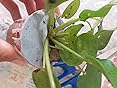 Mini - Pilea peperomioides - Chinese Money Tree - Belly Button Plant in ...