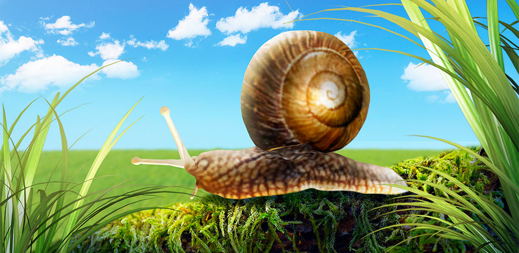 Land Snail Simulator Shell 3D: Exploration of Micro World | Small ...