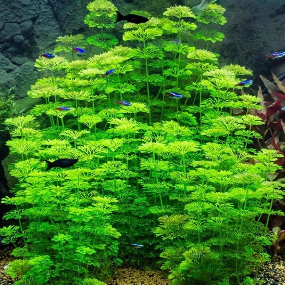 Biotope Aquatics Ltd - Bunch LIMNOPHILA SESSILIFLORA - Live Aquarium ...