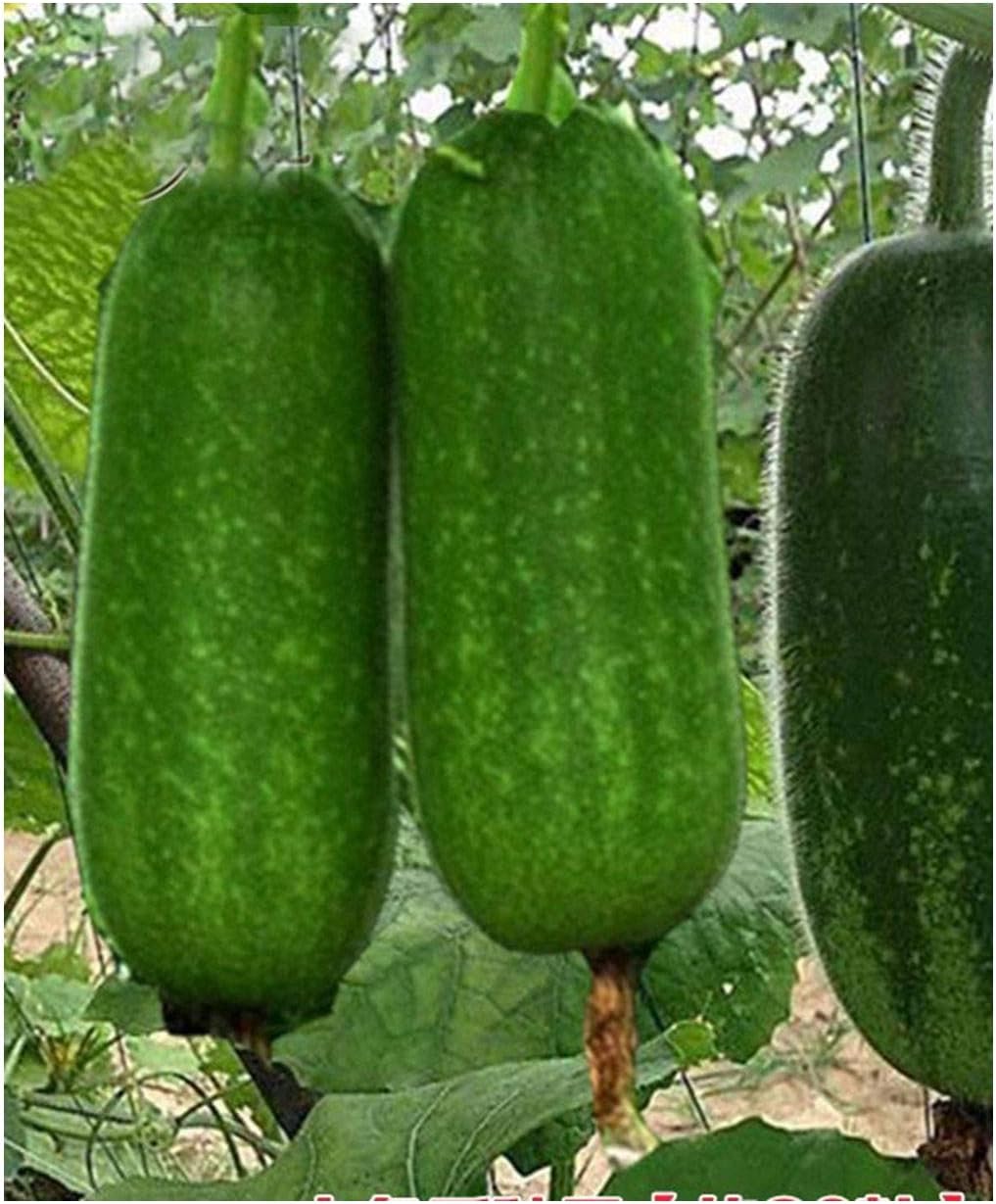 Amazon.com : Hairy Gourd Fuzzy Gourd 60 Seeds Mao Qwa Smaller Tong Qwa ...