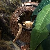 Amazon.com: SunGrow Gecko 3-Hole Coco Den, Nesting Home Hide, Mini ...