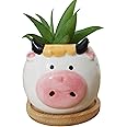 Amazon.com: Cute Animal Pig Shaped Ceramic Succulent Cactus Air Plant ...
