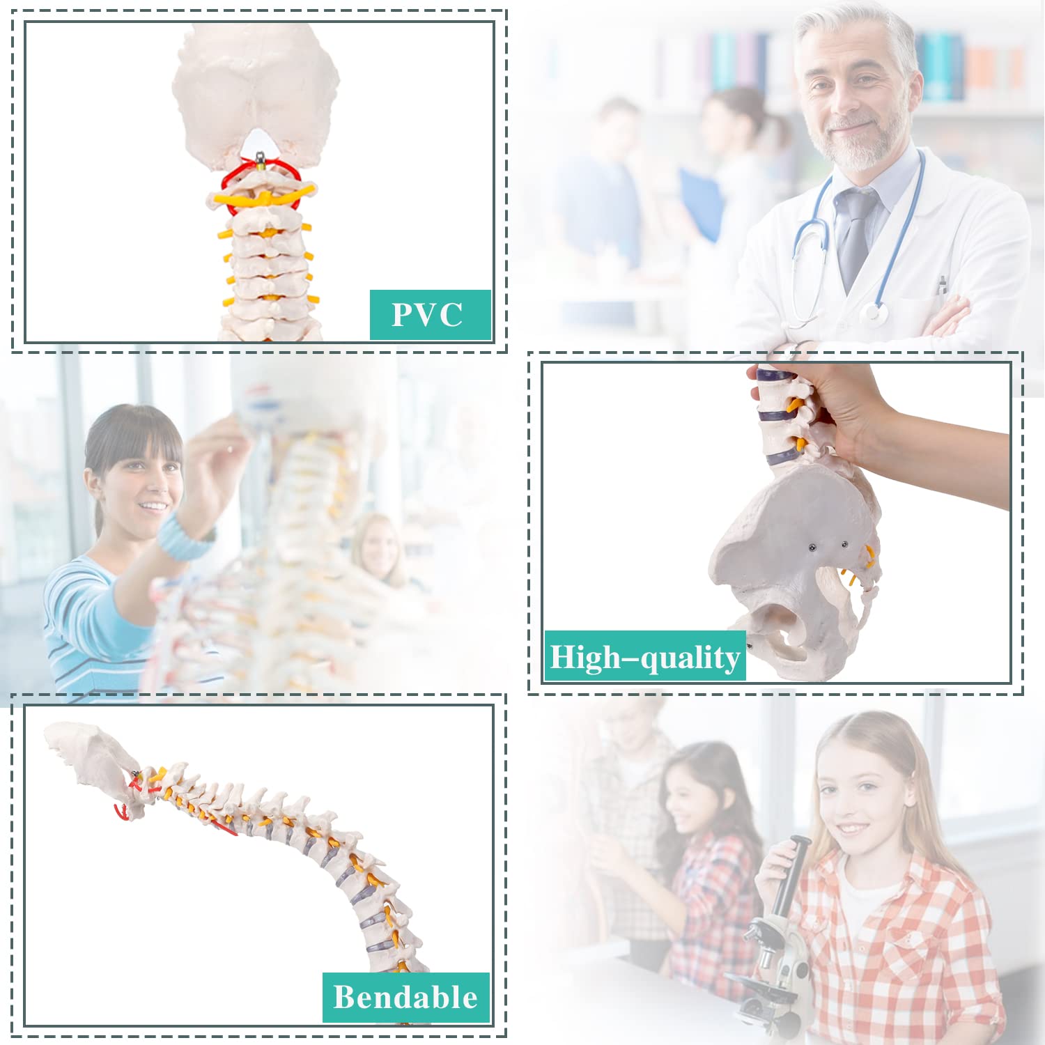 Mua RONTEN Spine Model, 31" Life Size Spinal Cord Model with Vertebrae ...