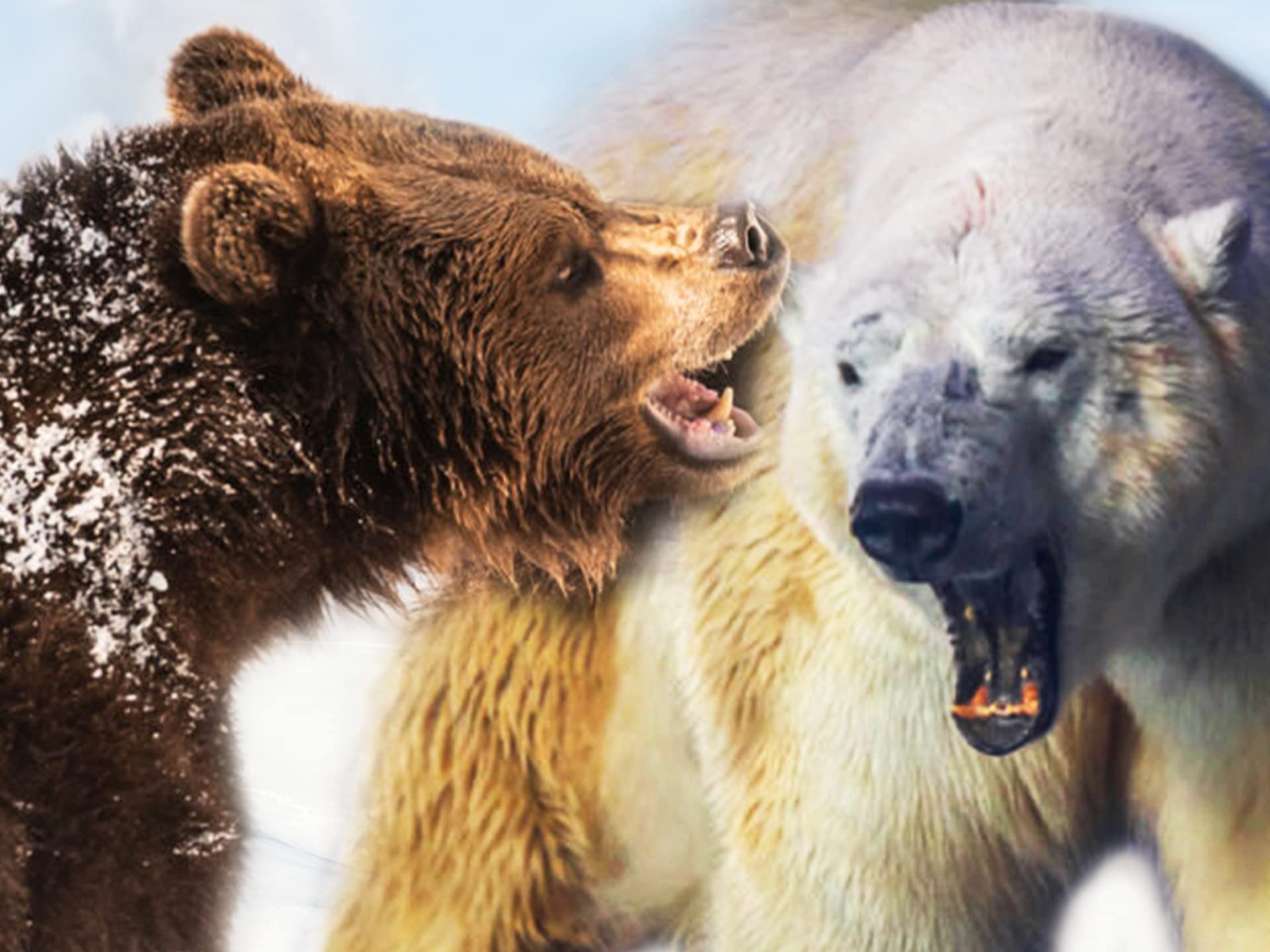 Watch Ultimate Animal Showdown | Prime Video