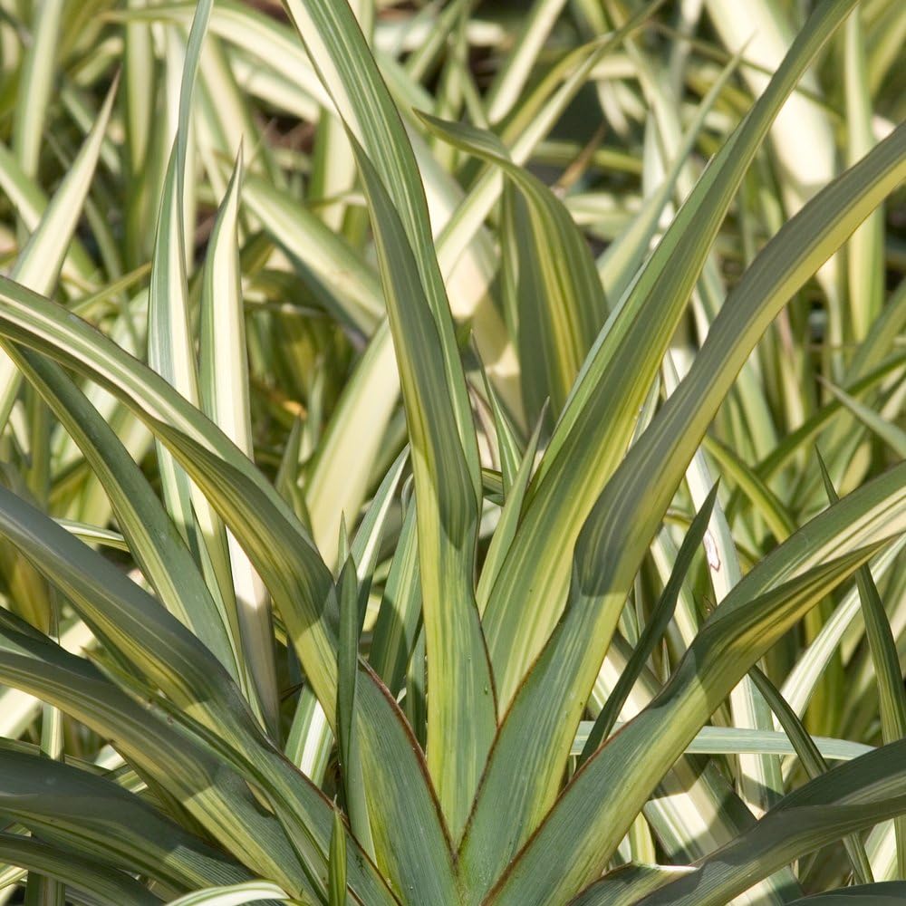 3 X Phormium cookianum 'Cream Delight' Mountain Flax Perennial Shrub ...