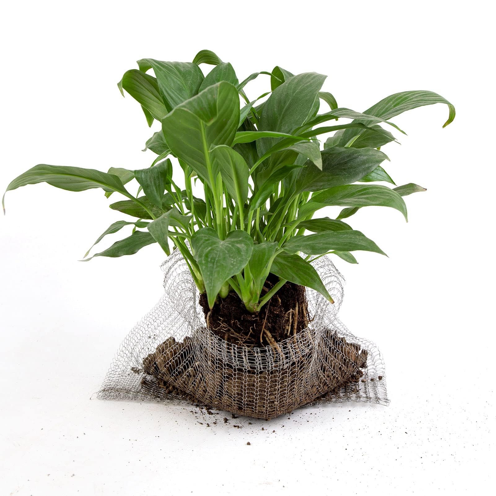 Mua Root Guard Gopher Proof Wire Basket Mole and Vole Mesh Wire Baskets ...